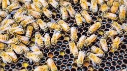 10 Gambar Biasa yang Bikin Pengidap Trypophobia Merinding