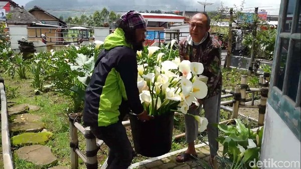 Foto: Indahnya Warna-warni Bunga Lily dari Dieng