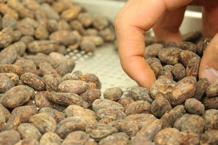 Mengintip Proses Pembuatan Coklat, dari Biji hingga Siap Santap