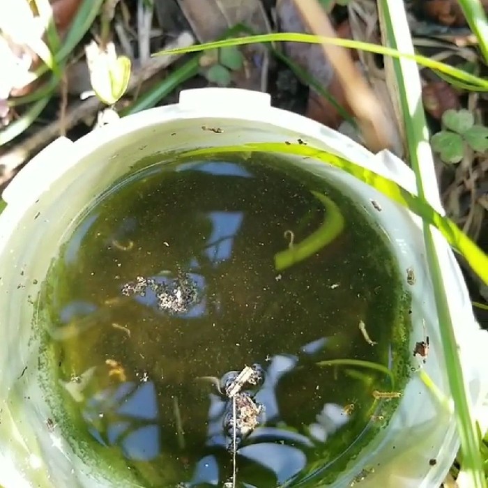 Contoh Potret Tempat-tempat Jorok yang Penuh Oleh Jentik Nyamuk