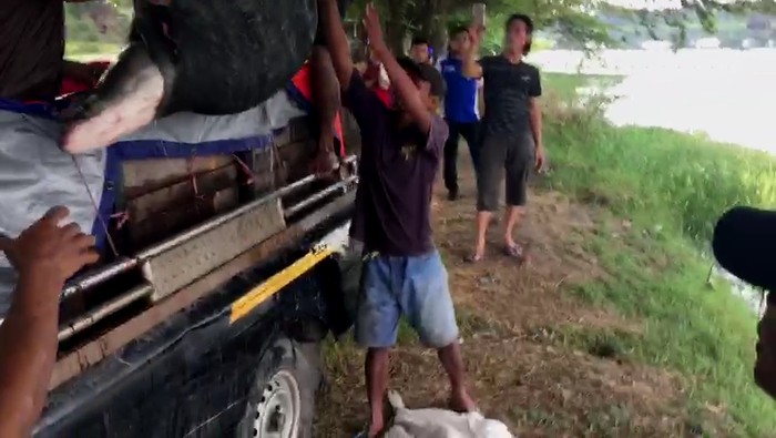 Detik-detik Ikan Arapaima Predator Dilepas ke Sungai Brantas Detik-detik Ikan Arapaima Predator Dilepas ke Sungai Brantas