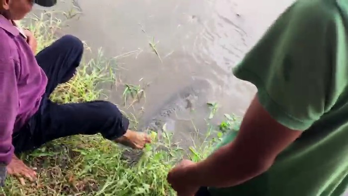 Detik-detik Ikan Arapaima Predator Dilepas ke Sungai Brantas Detik-detik Ikan Arapaima Predator Dilepas ke Sungai Brantas