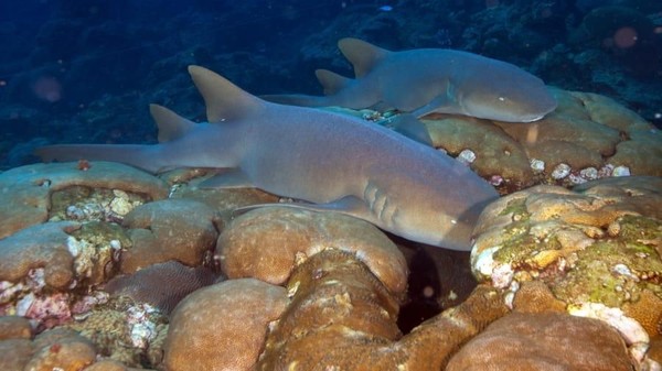 Snorkeling Anti Mainstream, Bareng Babi Sampai 'Godzilla'