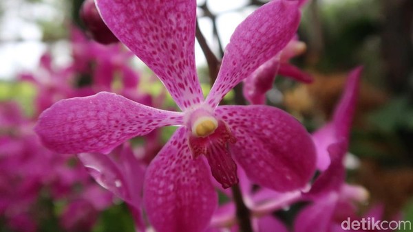 Potret Taman Anggrek Terbesar di Dunia