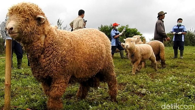 Domba-domba Unik Ini Bakal Ramaikan Dieng Culture Festival