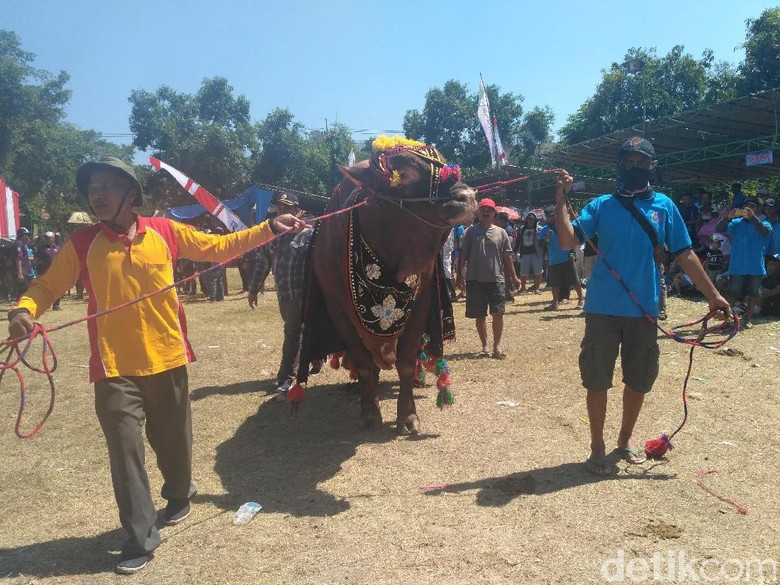 Bobot Sapi 'Monster' Bojonegoro Lebih 1 Ton Rajai Kontes di Situbondo Bobot Sapi 'Monster' Bojonegoro Lebih 1 Ton Rajai Kontes di Situbondo