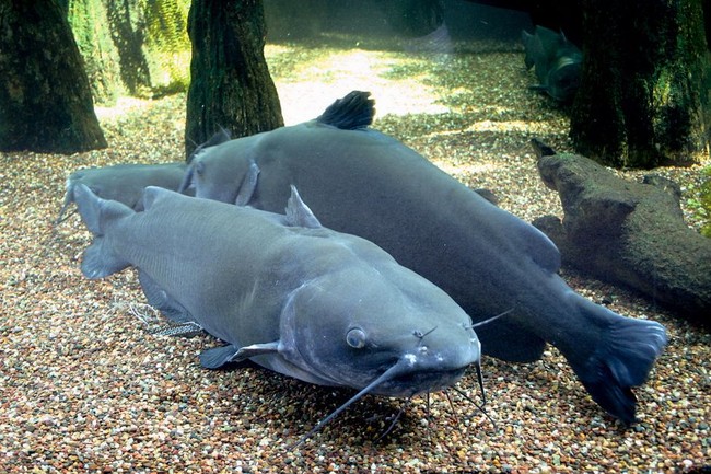 5 Ikan Populer Ini Punya Tampilan Menyeramkan Padahal Rasanya Enak ...