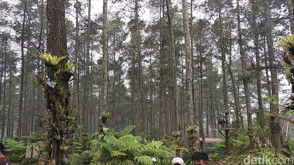 Foto: Ratusan Jenis Anggrek Cantik Asli Indonesia Ada di Hutan Ini