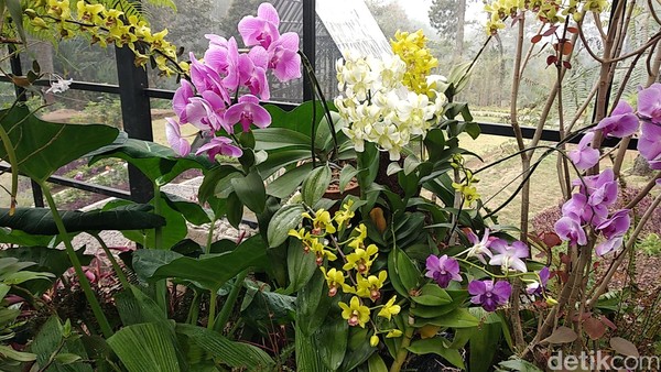 Foto: Ratusan Jenis Anggrek Cantik Asli Indonesia Ada di Hutan Ini