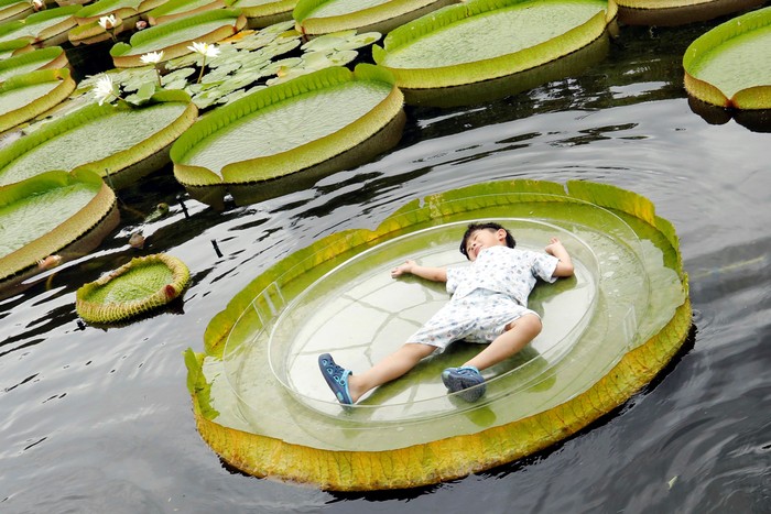 Yuk Rasakan Sensasi Duduk di Bunga Teratai Raksasa di Taiwan