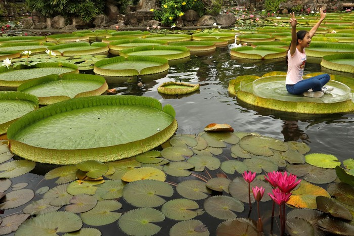 Yuk Rasakan Sensasi Duduk di Bunga Teratai Raksasa di Taiwan