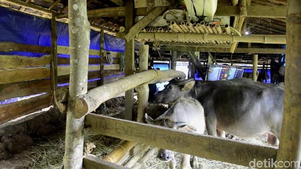 Melihat Kandang Kerbau yang Ditinggali Keluarga Dasirin di Pekalongan Melihat Kandang Kerbau yang Ditinggali Keluarga Dasirin di Pekalongan