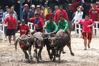 Tak Hanya Indonesia, Thailand Juga Punya Balapan Sapi