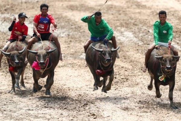 Foto: Karapan Sapi Ala Thailand
