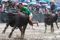 Tak Hanya Indonesia, Thailand Juga Punya Balapan Sapi
