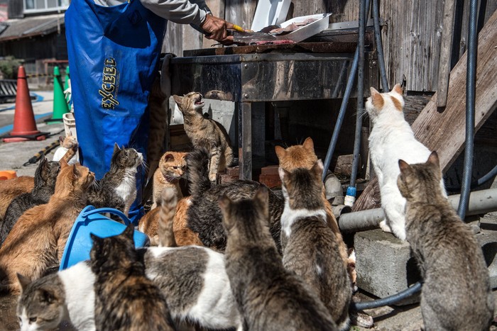 Berkunjung ke Pulau Kucing di Jepang