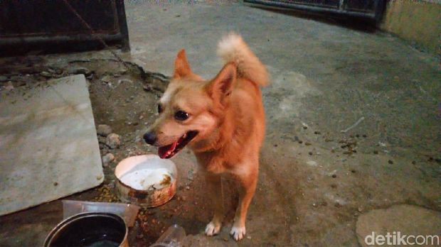 Si Kancil yang Tersisa dari Pembunuhan Satu Keluarga di Bekasi Si Kancil yang Tersisa dari Pembunuhan Satu Keluarga di Bekasi