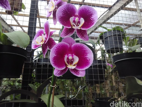 Foto: Tempat Belajar Budidaya Kaktus dan Anggrek di Bandung