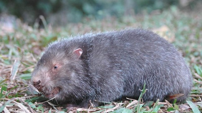 Tikus Bambu Jadi Makanan Lezat Hingga Kemasan Mie Instan Tanpa Gambar ...