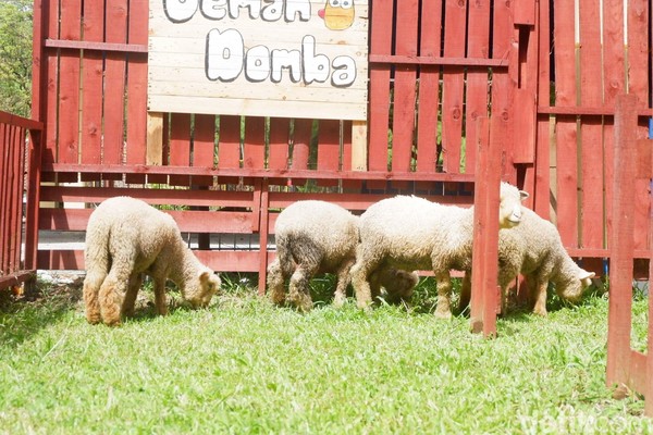 Foto: Penampakan Domba Batur yang Populasinya Terus Turun