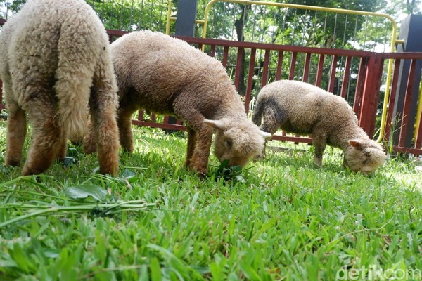 Foto: Penampakan Domba Batur yang Populasinya Terus Turun