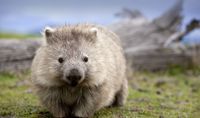 Mengenal Wombat, Hewan Unik yang Punya Kotoran Berbentuk Kubus