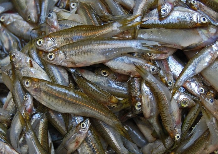 7 Jenis Ikan yang Paling Bisa Diandalkan untuk Berantas Jentik Nyamuk