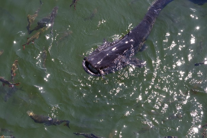 Potret Lele 'Monster' di Kolam Reaktor Nuklir Chernobyl