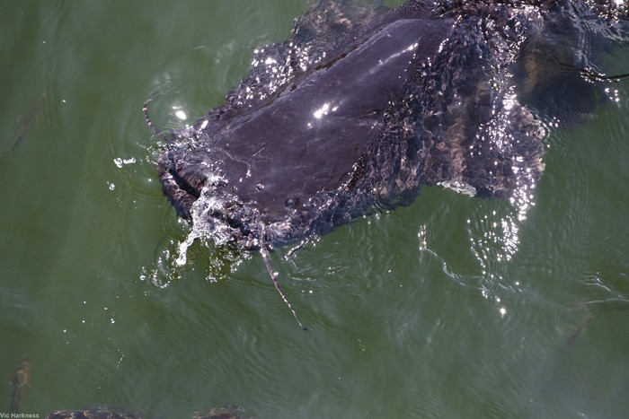 Potret Lele 'Monster' di Kolam Reaktor Nuklir Chernobyl