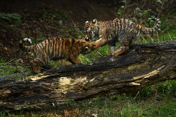 Melihat Tingkah Bayi Harimau Amur yang Bikin Gemas