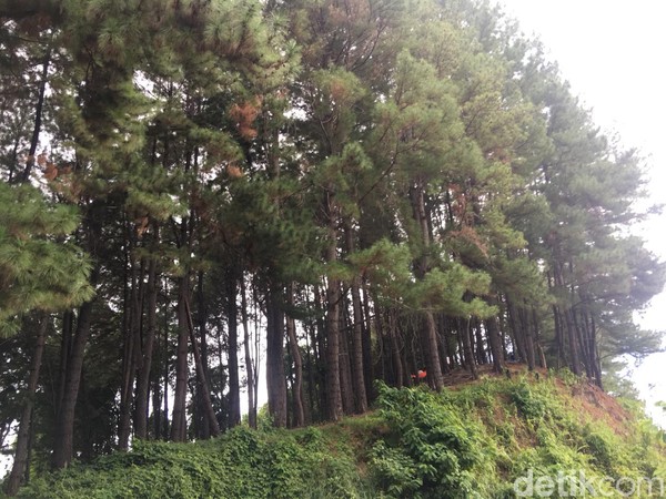 Foto: Hutan Pinus yang Indah Ini Bukan di Pulau Jawa