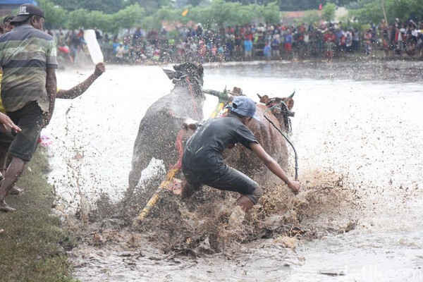 Foto: Bukan Madura, Ini Karapan Sapi di Probolinggo yang Juga Seru!