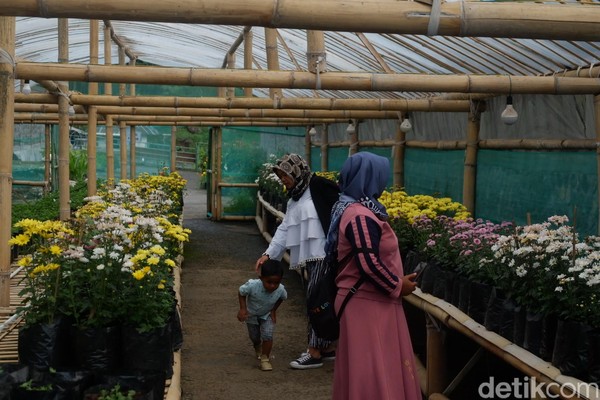 Foto: Seperti Ini Taman Bunga Instagramble di Wonosobo
