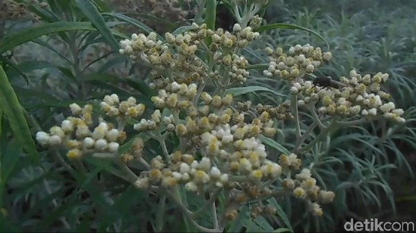 Foto: Perkebunan Bunga Abadi Edelweis di Gunung Bromo