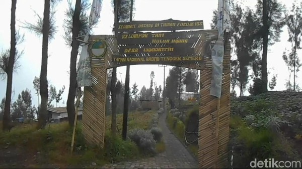 Foto: Perkebunan Bunga Abadi Edelweis di Gunung Bromo