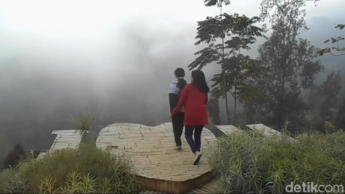 Foto: Perkebunan Bunga Abadi Edelweis di Gunung Bromo