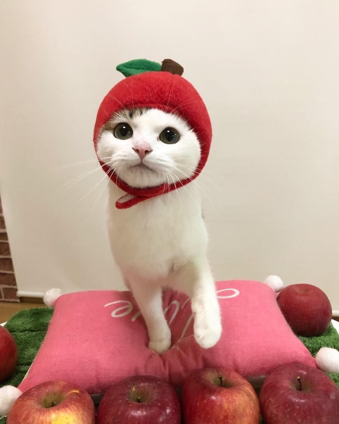 Gemasnya 8 Kostum Kucing Lucu yang Mirip Makanan Aslinya