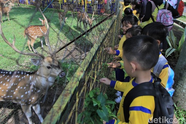 Long Weekend ke Bandung Sama Keluarga, Kasih Makan Rusa Yuk!