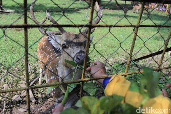 Long Weekend ke Bandung Sama Keluarga, Kasih Makan Rusa Yuk!