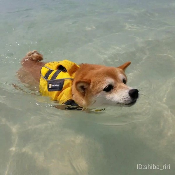 Foto: Riri, Anjing Lucu yang Viral dan Suka ke Pantai