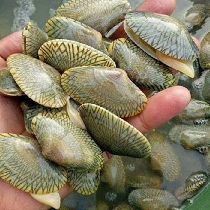 Uniknya Aneka Jenis Kerang, Ada yang Mungil dan Super Besar