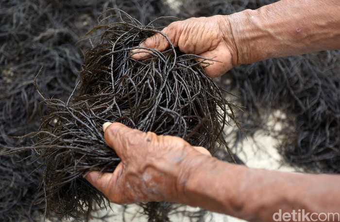 Melihat Aktivitas Warga Muara Gembong Menjemur Rumput Laut