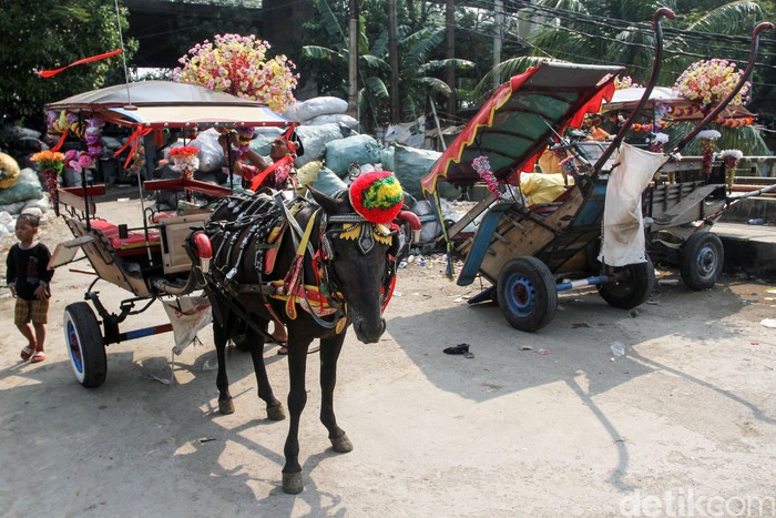 Merawat Kuda Wisata Ibu Kota