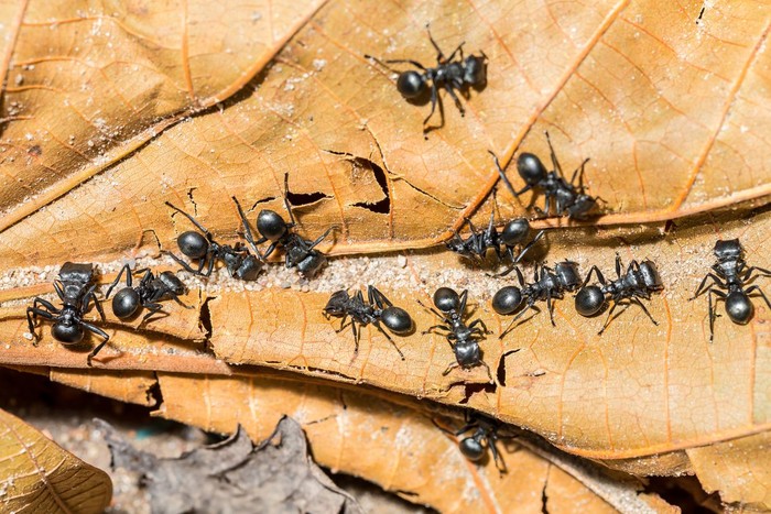 10 Serangga dengan Sengatan Paling Nyeri, Semut atau Tawon?