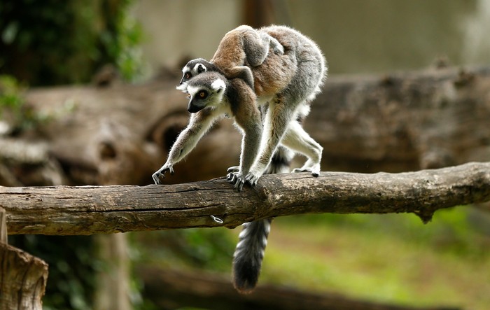 Melihat Tingkah Lucu Lemur Ekor Cincin