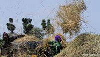 Petani Bisa Manfaatkan Jerami Jadi 'Pupuk', Hasil Panen Jadi Tambah Banyak?