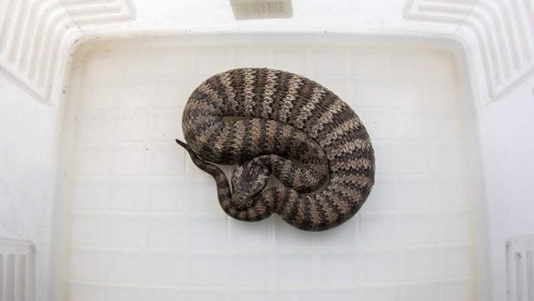 Aneka Fakta Ular Death Adder yang Tewaskan Brimob di Papua