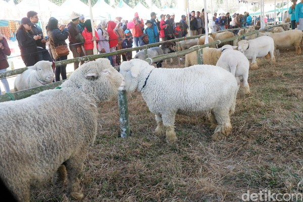 Foto: Domba Langka yang Bikin Penasaran di Dieng