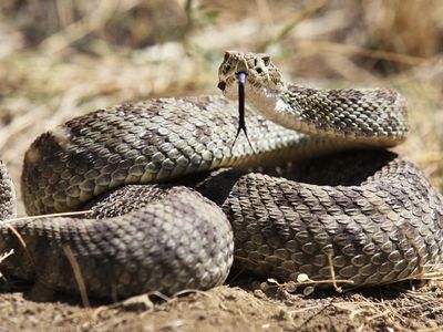 Death Adder dan 9 Ular Paling Beracun di Dunia