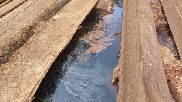 Foto: Ekspedisi Air Terjun Berakhir Temukan 100 Kubik Kayu Ilegal